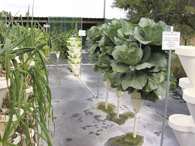 The Second Helping House: Hydroponic Strawberries in December