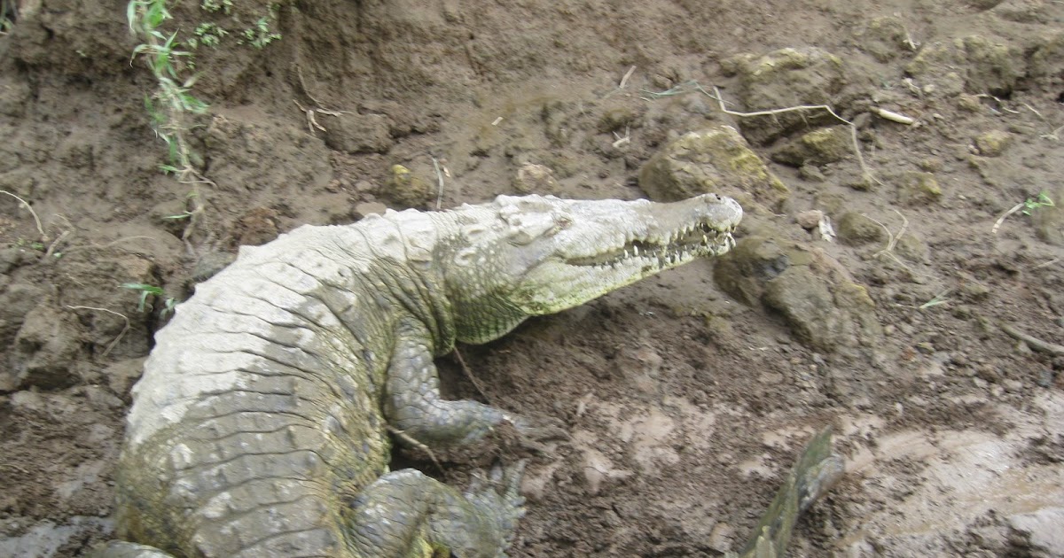 Adrian's Excellent Adventure: Crocs!