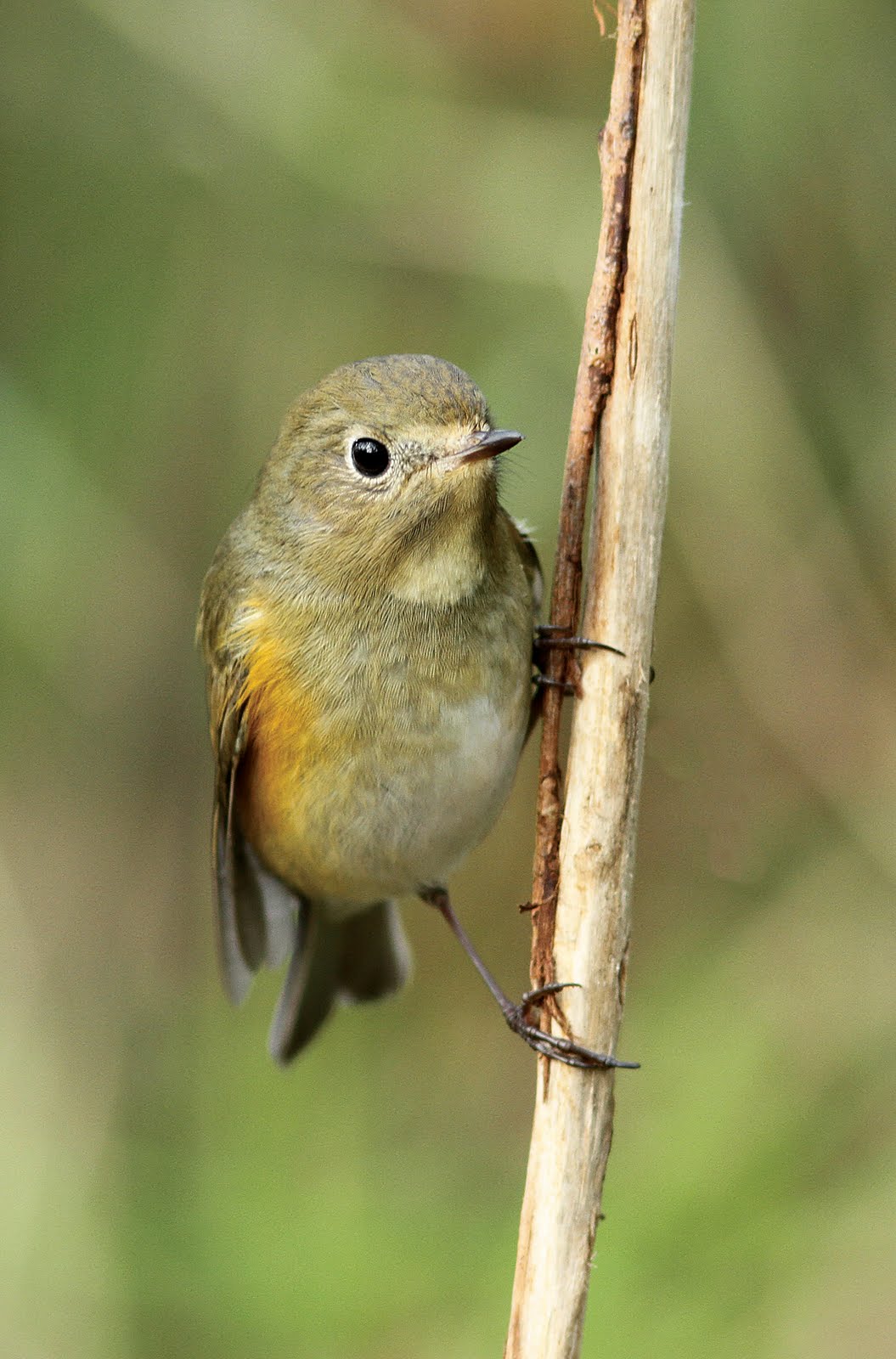 Penny's Hot Birding and Life!: RED-FLANKED BLUETAIL NO.2!!!!!!!!