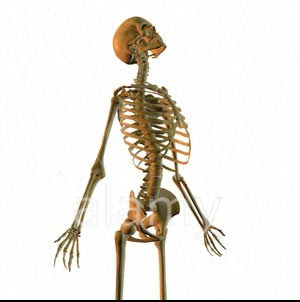 Human Bone Facts - Didyouknowfacts.net