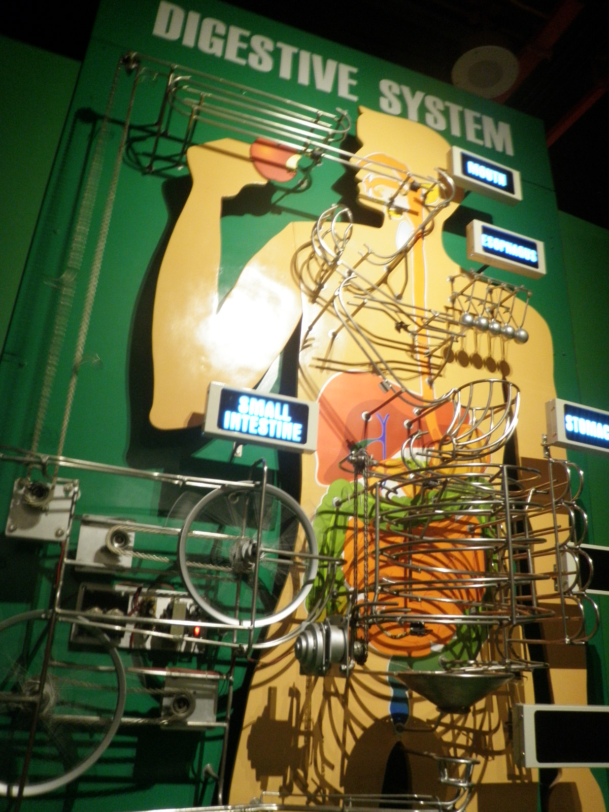 Unschooling Homeschool: Digestive System 31 January 2011