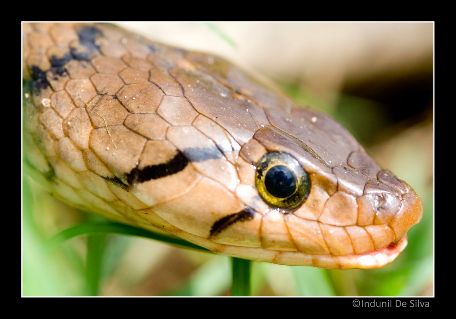Indunil De Silva: Checkered Keelback (Asiatic Water Snake ...