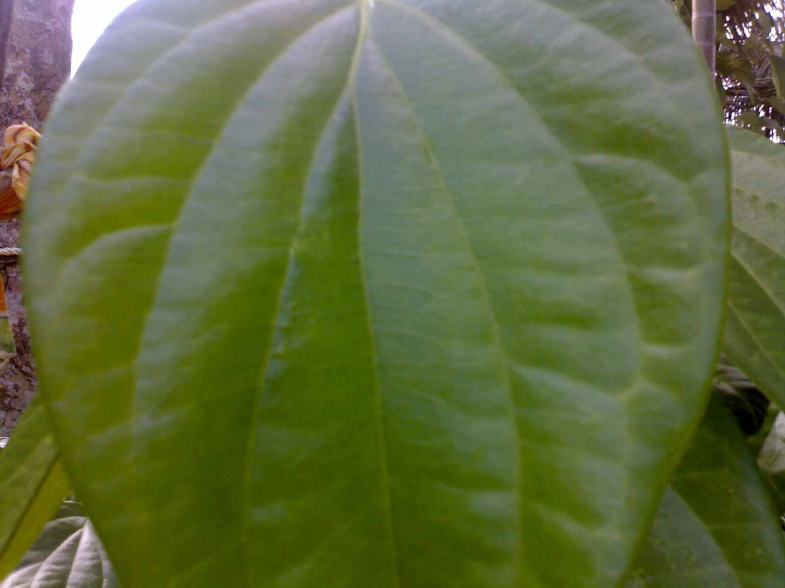 NATURE SCENES: Bulath leaves