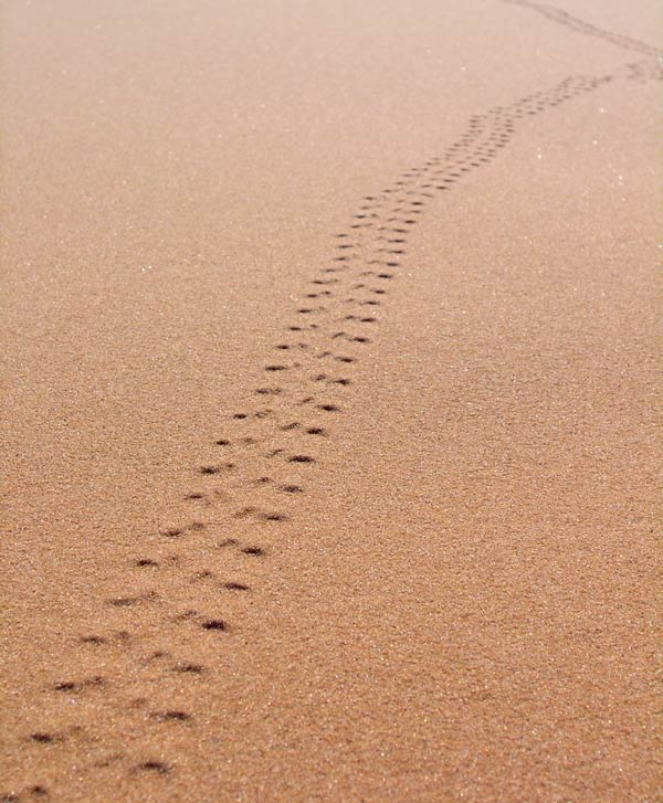 Travel Photo Blogging: Flies come with the season of dates (Day 12)