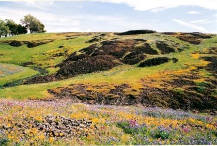 Things to do in Chico, CA: Picnic, Fly Kites, and Enjoy the Wildflowers ...