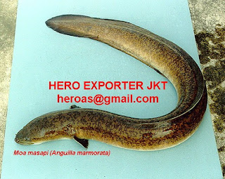 MEMBELI SIDAT / MOA MASAPI /SOGILI/TUNE: MEMBELI SIDAT KEMBANG / MOA ...