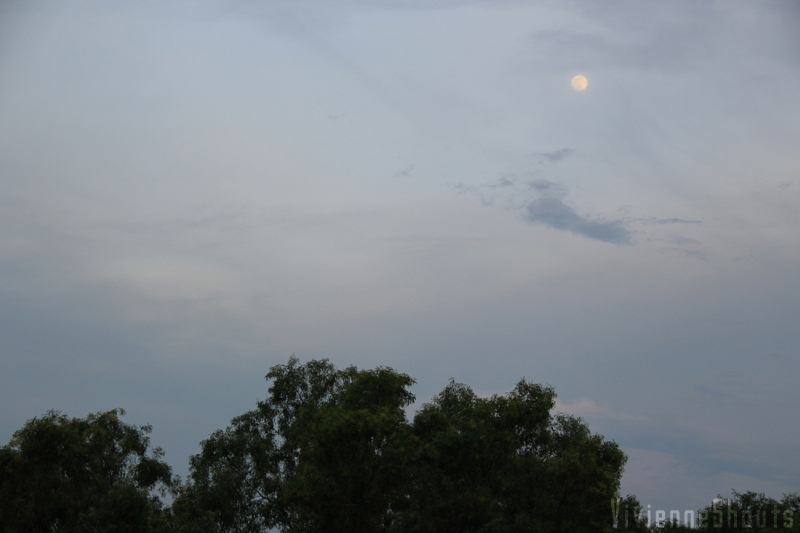 Vivienne Shouts: Random Moons