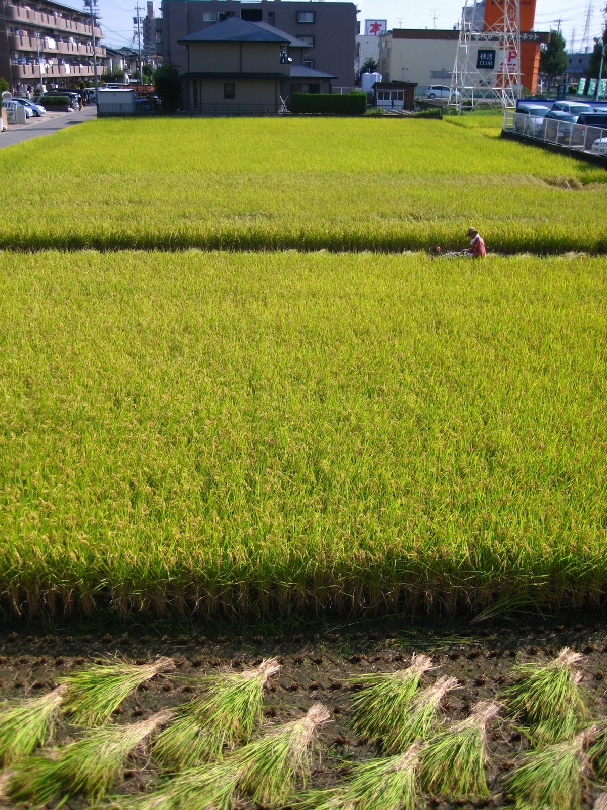 Victoria In Japan Land: Rice Paddy