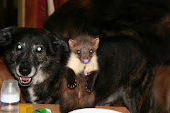 WEEZ LA FOUINE: Arrivée des bébés fouines à la maison