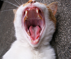 All About Cats: “Rusting” of black cats