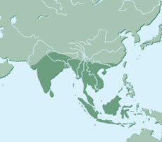 Ecofriendly: Indian Python