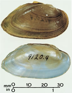 Ecofriendly: Dwarf Wedge Mussel