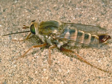 Ecofriendly: Delhi Sands Flower-loving Fly