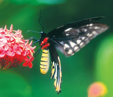 Ecofriendly: Queen Alexandra’s birdwing Butterfly