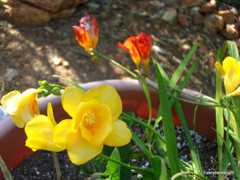 May Flowers ~ Everydaydelight