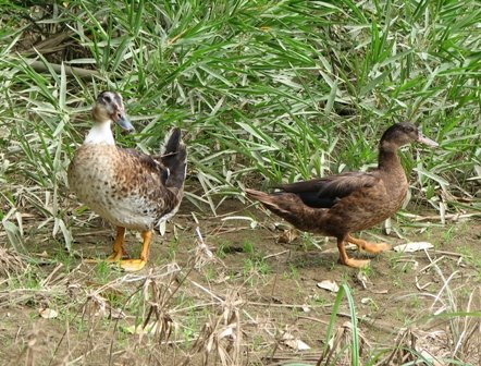 AVES DEL HUILA: PATOS