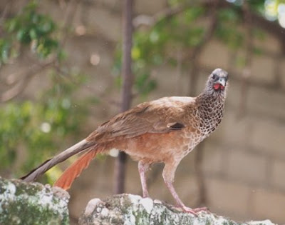 AVES DEL HUILA: GUACHARACAS
