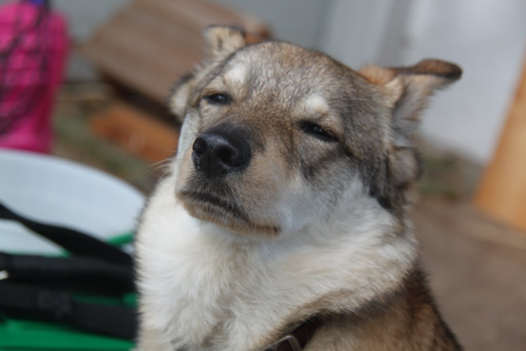 the-dog-who-sometimes-fetches-wise-dog