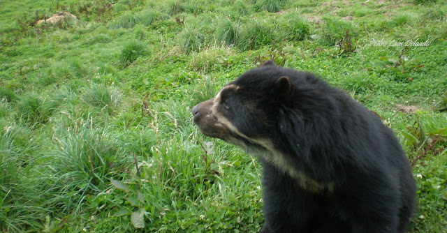 Oso de anteojos | Atractivos Turísticos del Perú