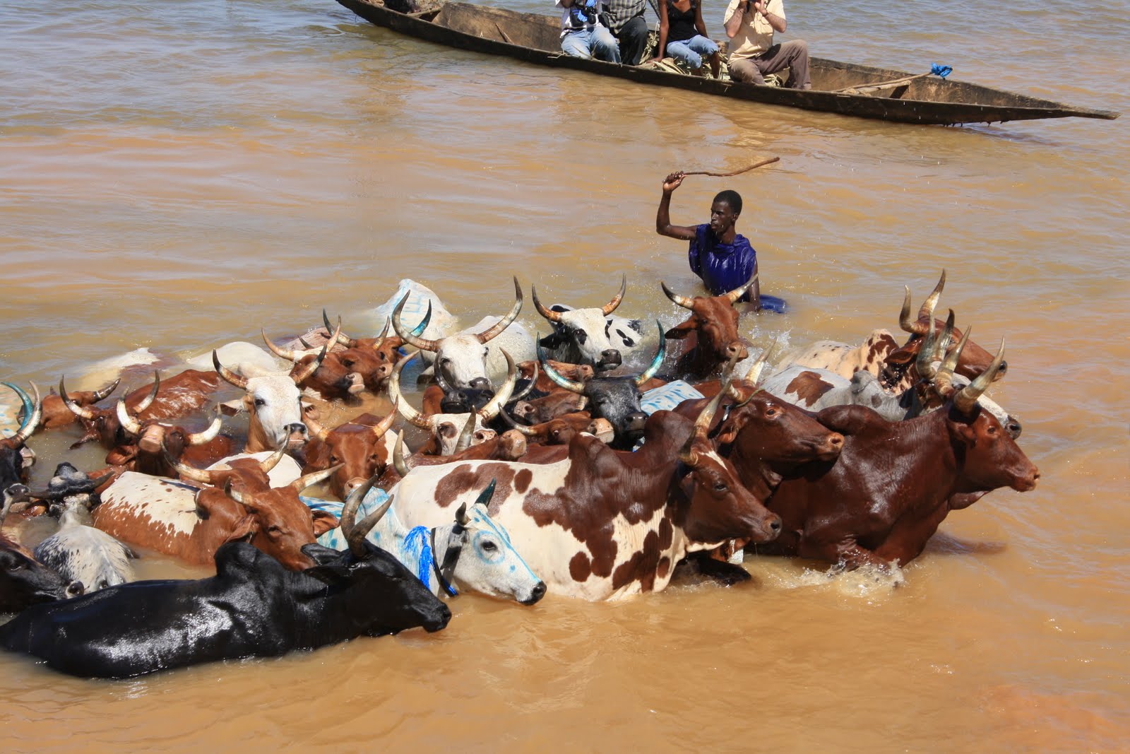 Vroegin Benin, and now Mali: Cattle Crossing the Niger River at ...
