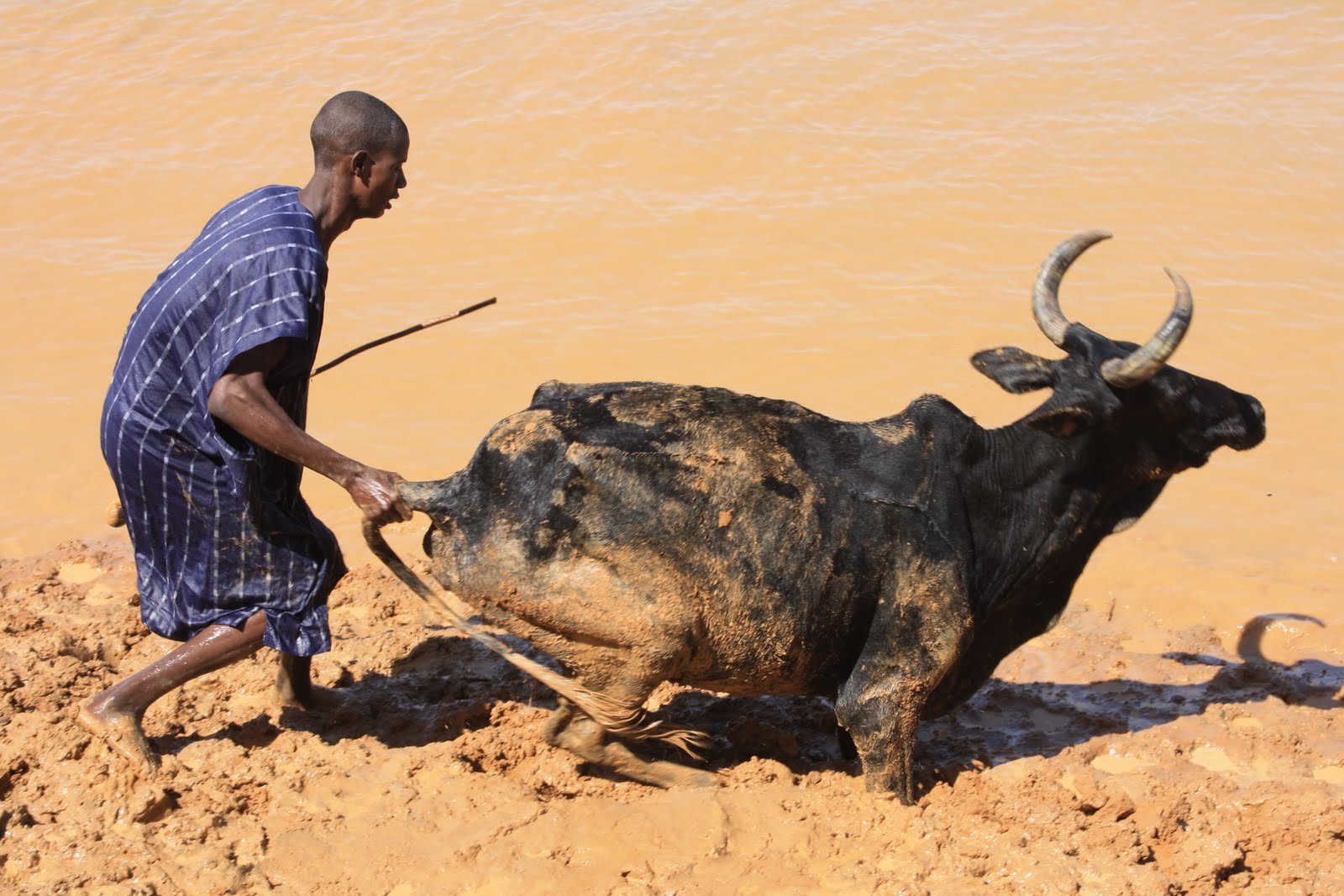 Vroegin Benin, and now Mali: Cattle Crossing the Niger River at ...