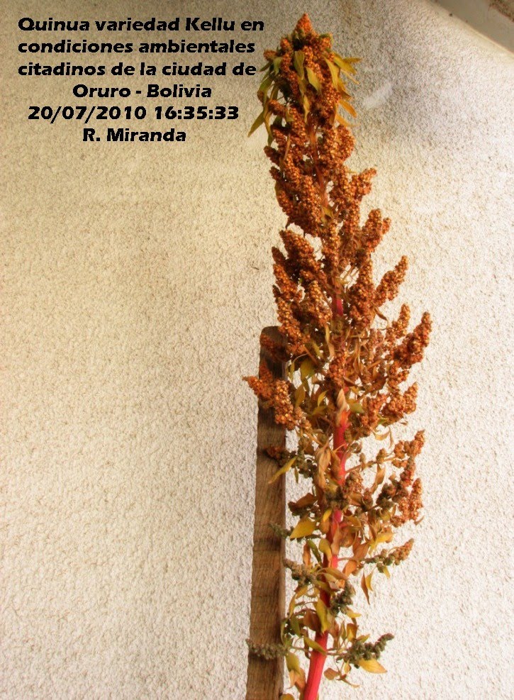 FOTOS DE MIS QUERIDAS QUINUAS - FINES DE JULIO DEL 2010 | Todo sobre la ...