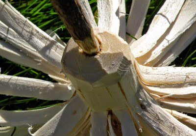 * Mungo Says Bah * Bushcraft Blog: October 2009