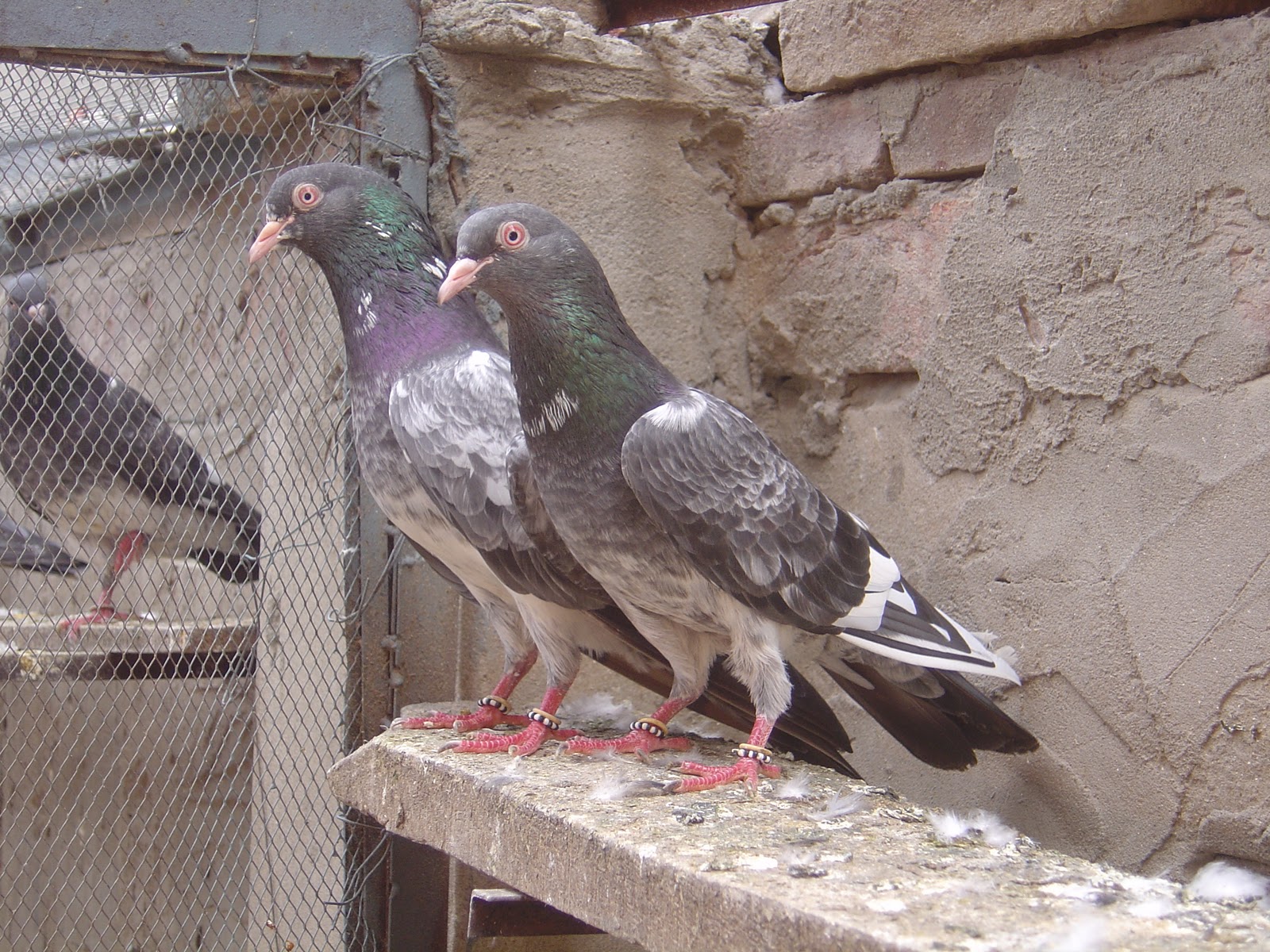 Pigeons | Kabootar Baaz | Pigeons Photos: Kamagar Pigeons pictures