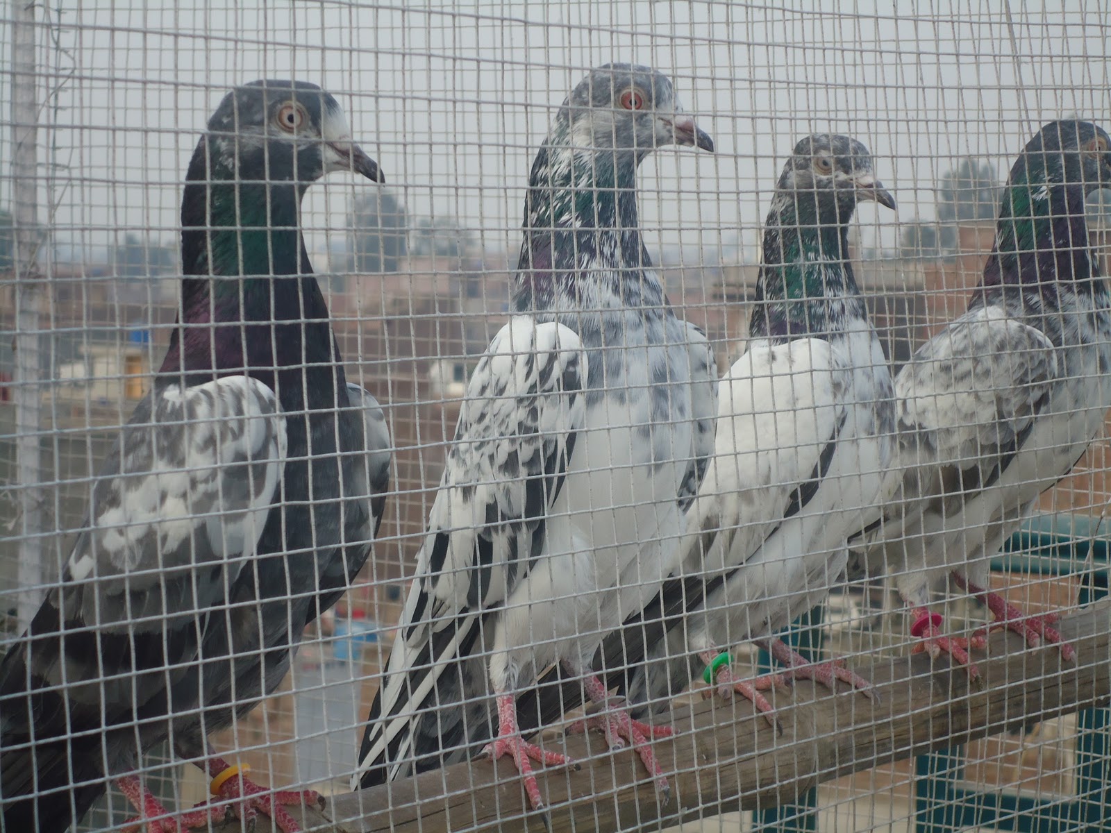 Tiger Pigeons and Ustad jagga ~ Pigeons Photos | Pigeons Care | Pigeons For Sale | Kabootar Baaz ...