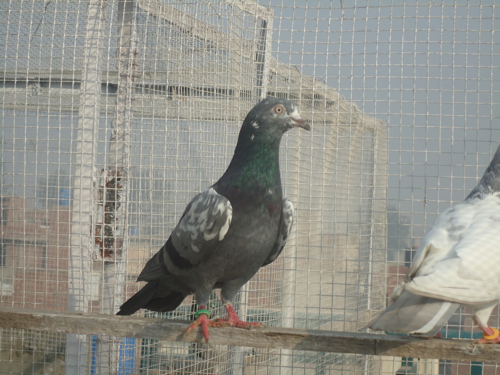 Teddy Kabootar breed 2011 ~ Pigeons Photos | Pigeons Care | Pigeons For ...