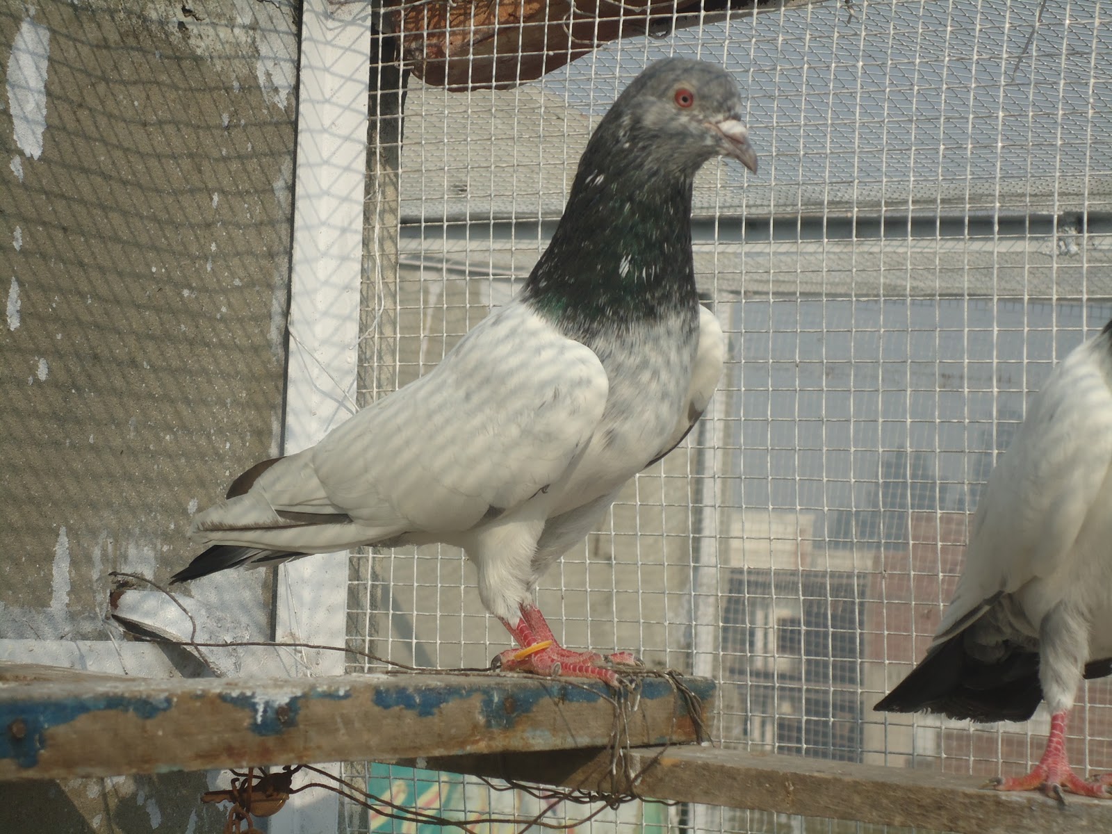 Tiger Pigeon of Ustad Zulafqar al kuwait ~ Pigeons Photos | Pigeons Care | Pigeons For Sale ...