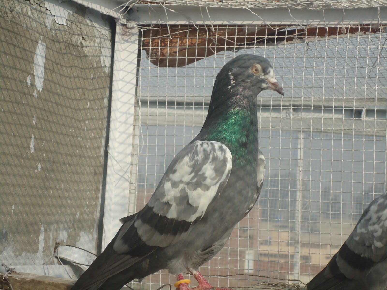 Teddy Kabootar of lahore ~ Pigeons Photos | Pigeons Care | Pigeons For ...