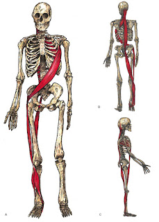 Posturas: Trilhos anatómicos, segundo Myers