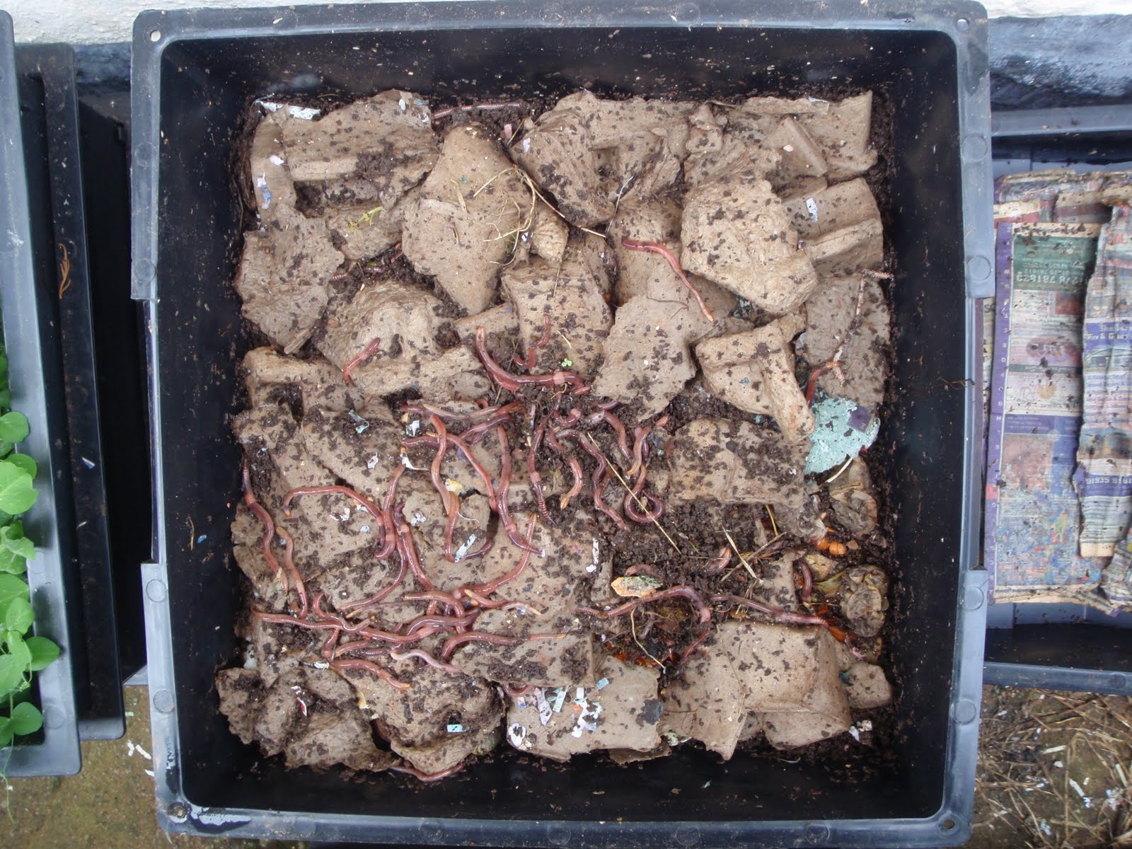 The big wormery project