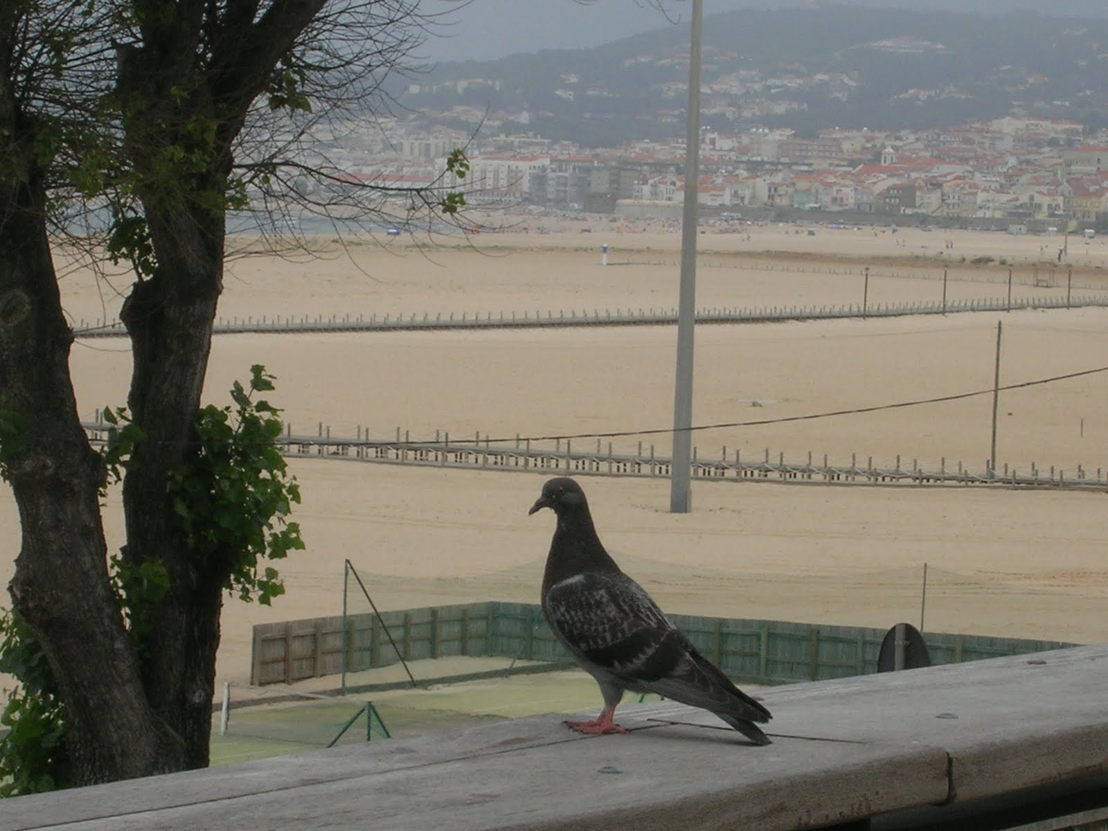 O Palhetas na Foz: Tá-se bem na amurada!...