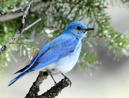 Sweet Marilyn: Rocky Mountain Bluebirds Common In Yellowstone