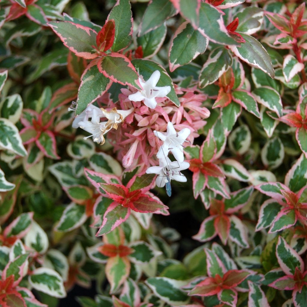 Oak Ridge Shrubbery & Landscaping, Inc.: November featured plants for ...