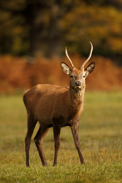 Jeremy Inglis Photography: Margam Park Deer