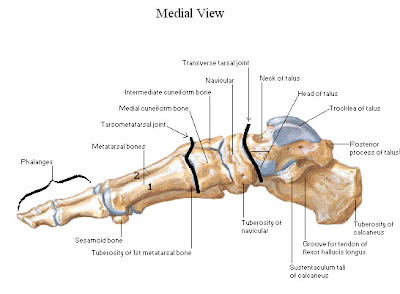 Biomekanik: Biomekanik pada Regio Ankle dan Kaki