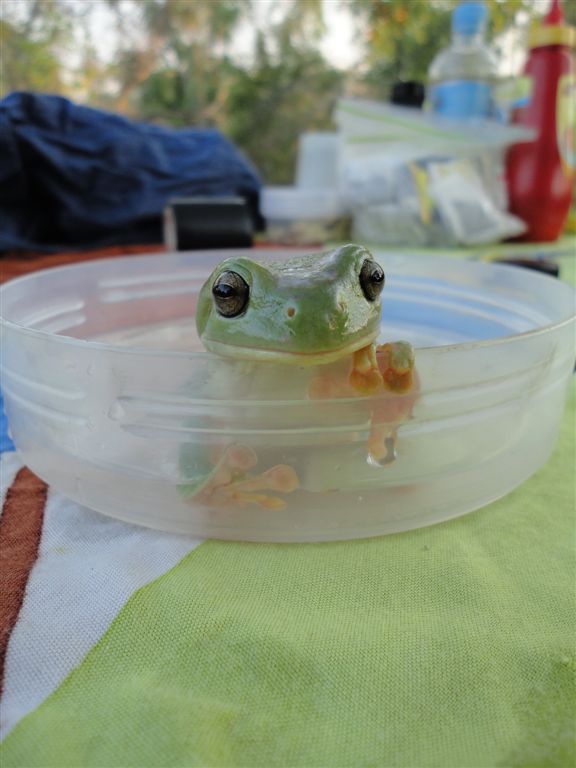 Australian Adventure 2010: Froggy Pet (12 Mile Campground Elsey NP NT ...