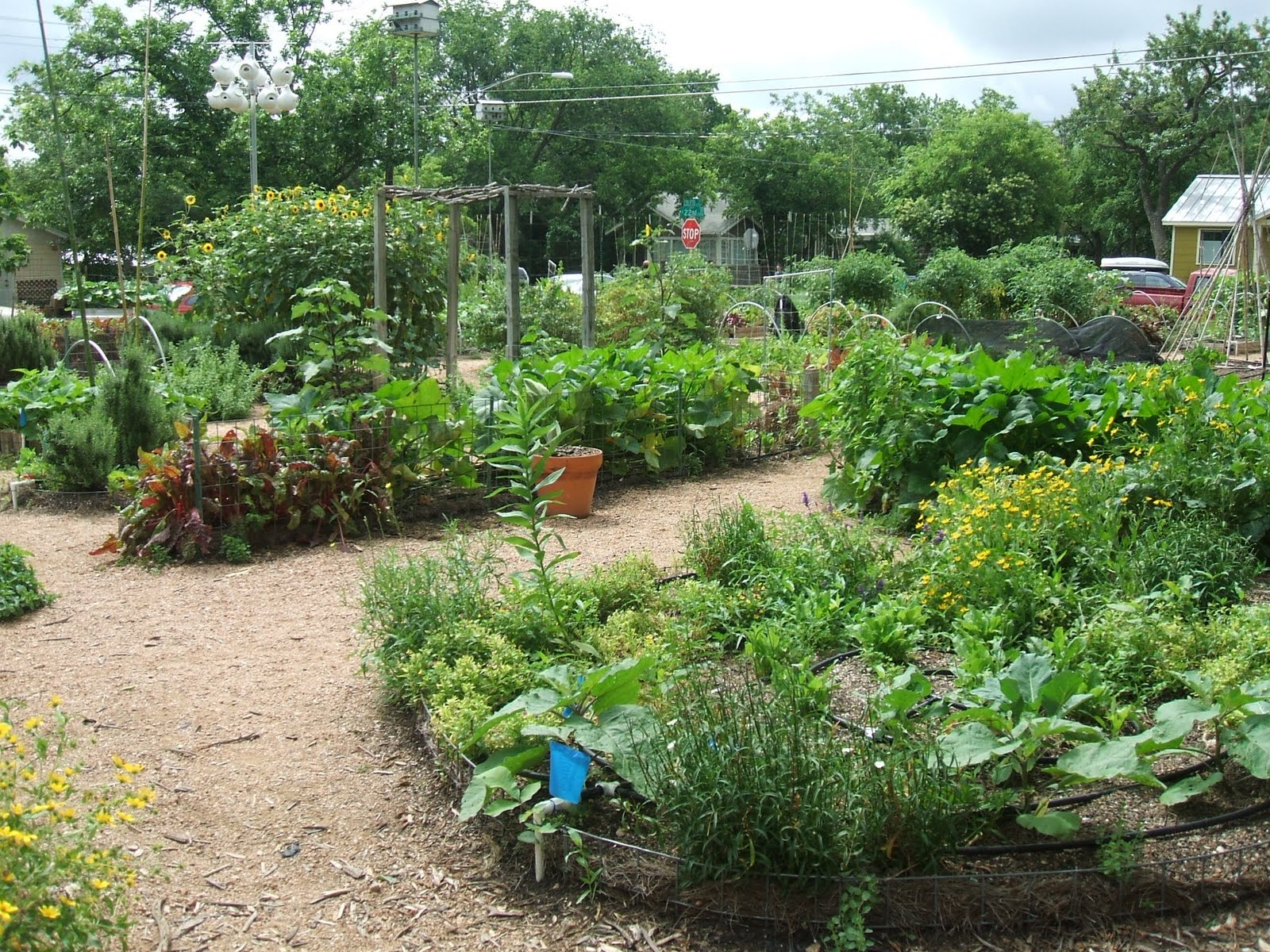 Lele Lurves Plants: east side represent