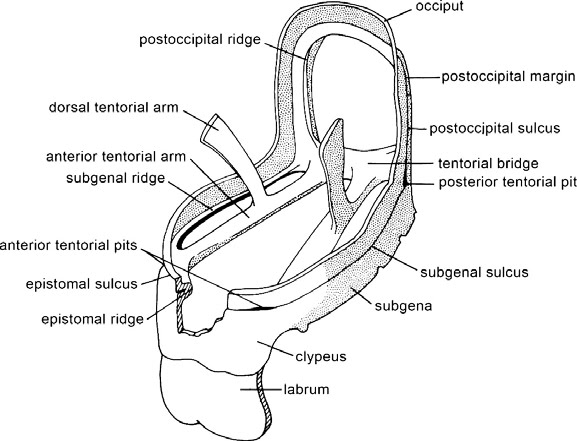 Entomology For Students: Insect Head