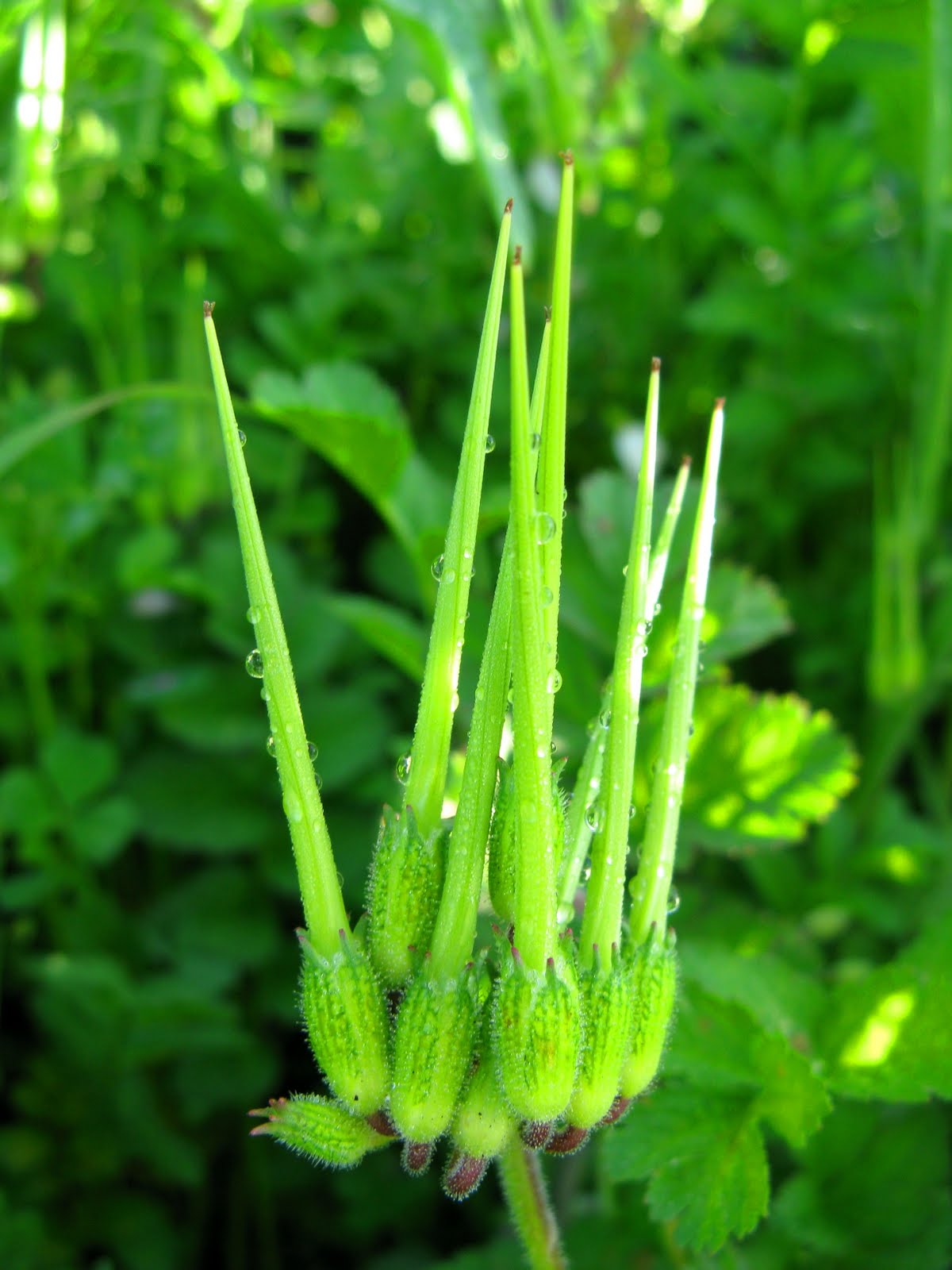 Cysgod Cannid: Wayside Weeds: Red Stem Filaree Fruits