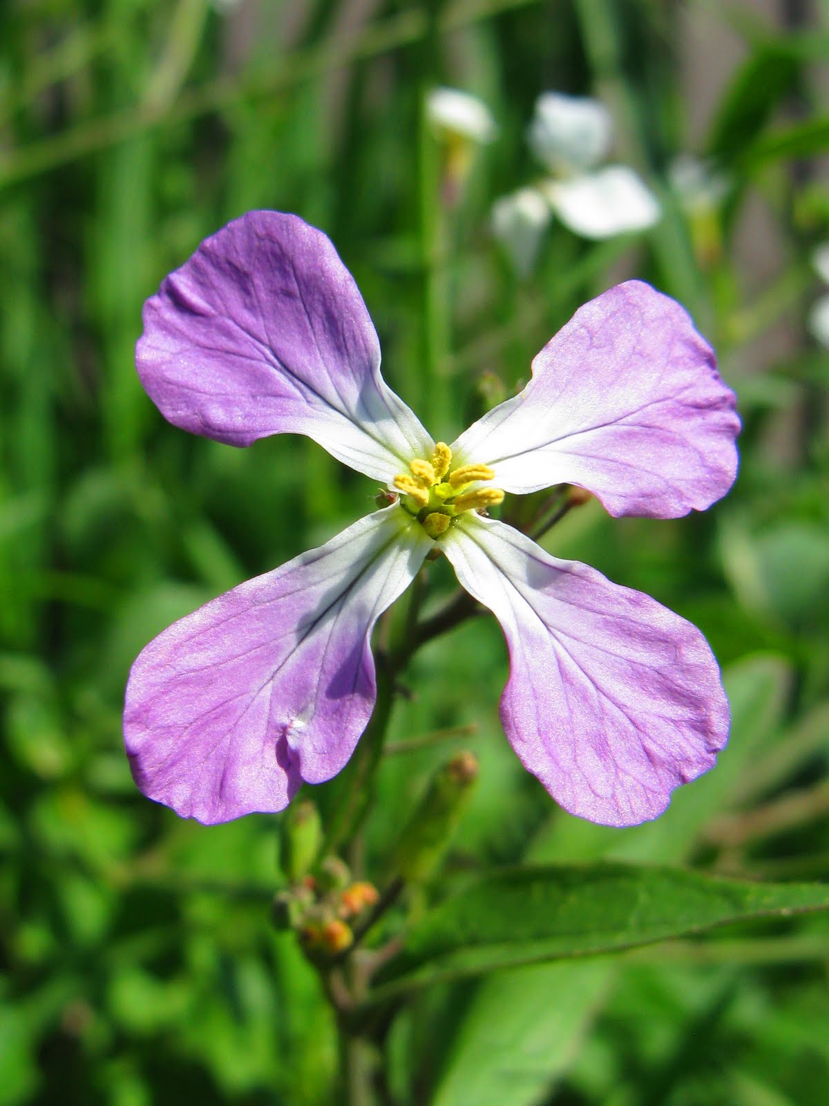 Cysgod Cannid: Wayside Weeds: Wild Radish