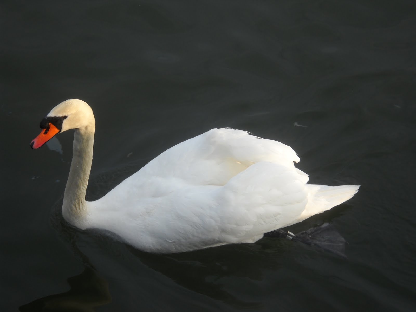 My Drop of Sweden: Swans in Stockholm...