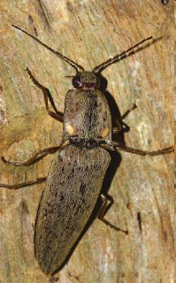 Blog de Ciencia: CUCUBANOS: Privilegiados con el don de la luz