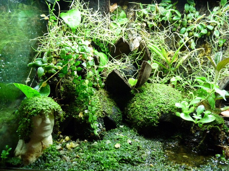 Vivariums/Paluduriums/Terrariums: Various types of Vivariums