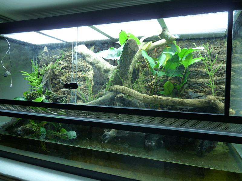 Vivariums/Paluduriums/Terrariums: Various types of Vivariums