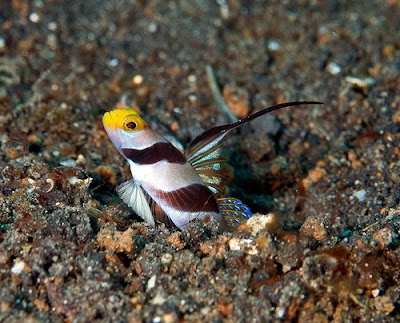 Red Striped Goby