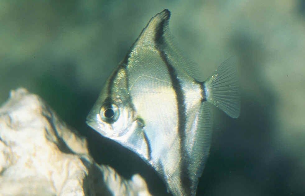 Fish Index: Mono Sebae (Monodactylus sebae)